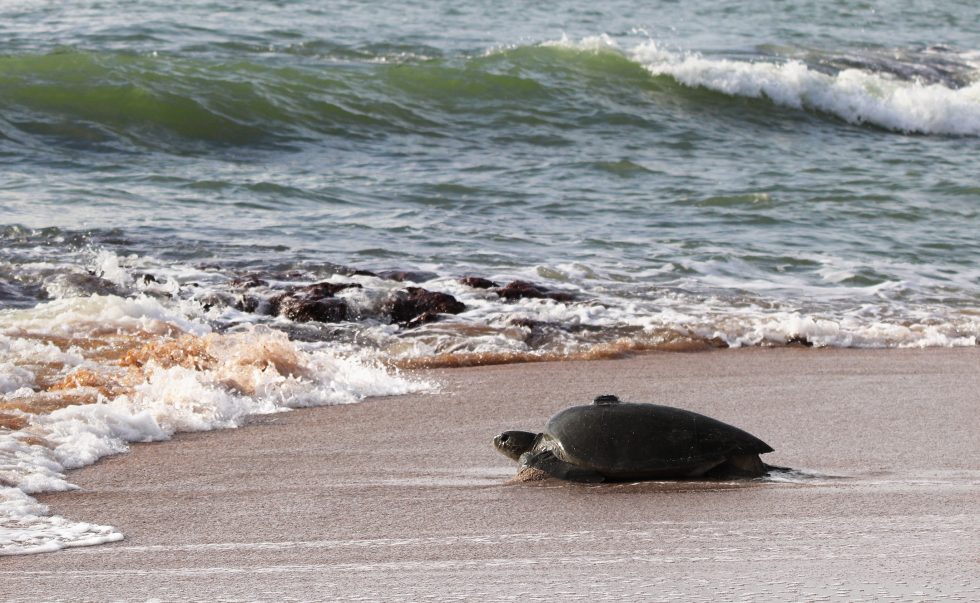 The need for speed in sea turtle telemetry - SnapperGPS vs Assisted GPS ...