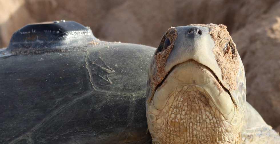 Working for Arribada - Arribada | Open Source Technology for Wildlife ...